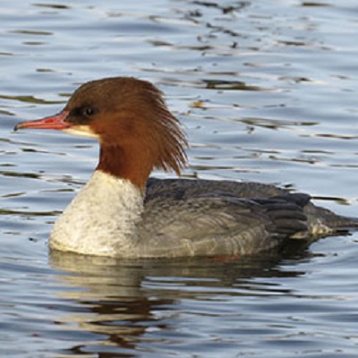 The impact of piscivorous birds on freshwater fisheries – Envision