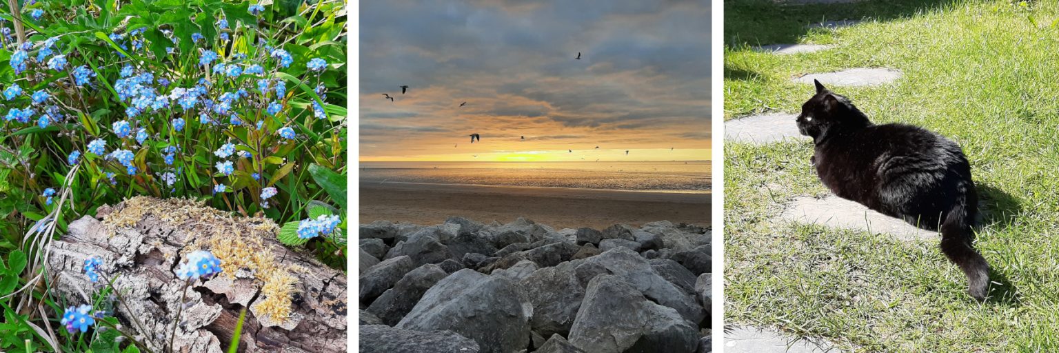 Green care: how being with nature benefits mental health – Group ...