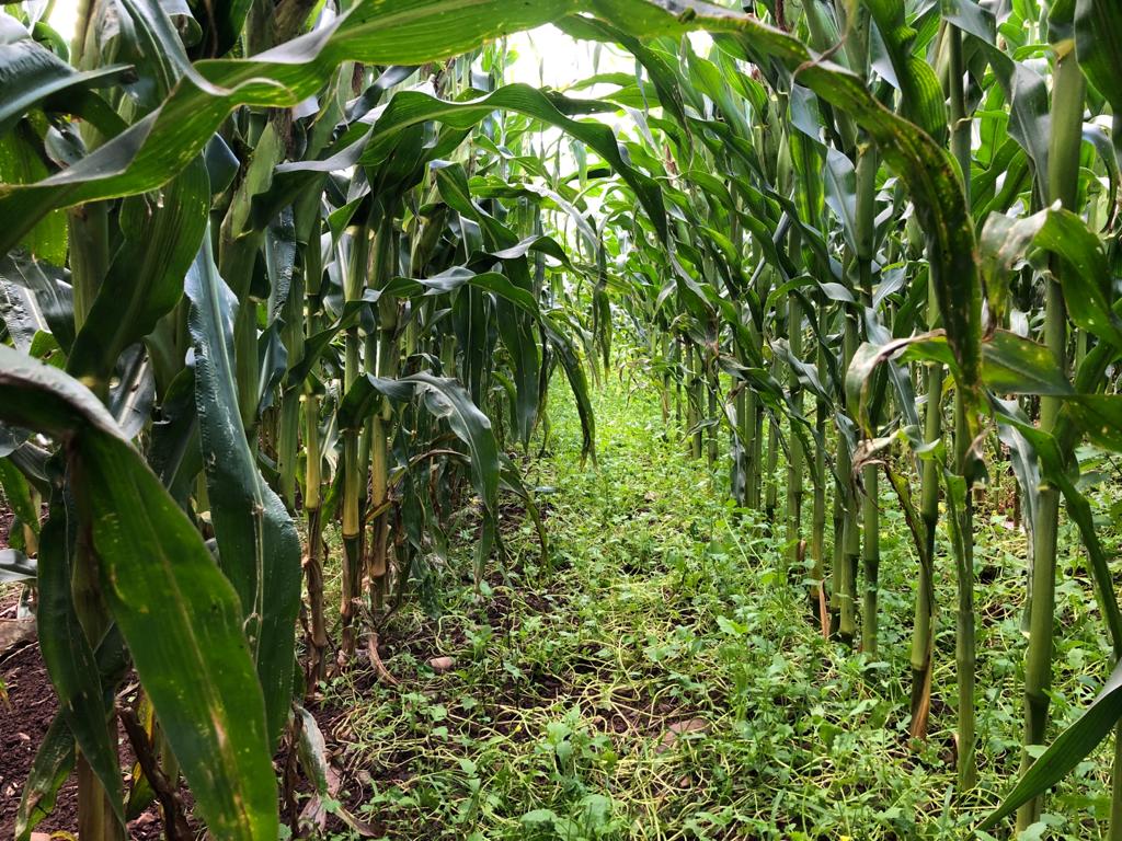 Cover crops under maize to manage excess water and erosion in NW ...