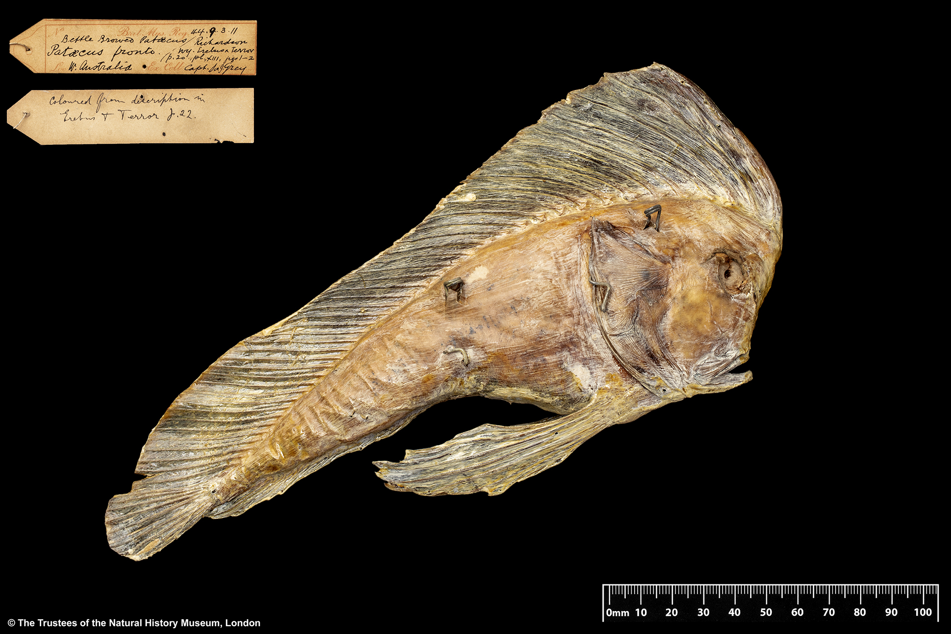 Ruskin and the prowfish – THE RUSKIN Museum of the Near Future